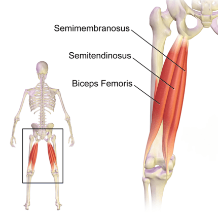 Seated Leg Curls Are Better Than Lying Leg Curls - The Barbell